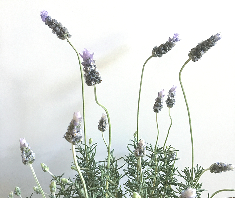 Healthy Living: Lavender – Flyaway Bluejay